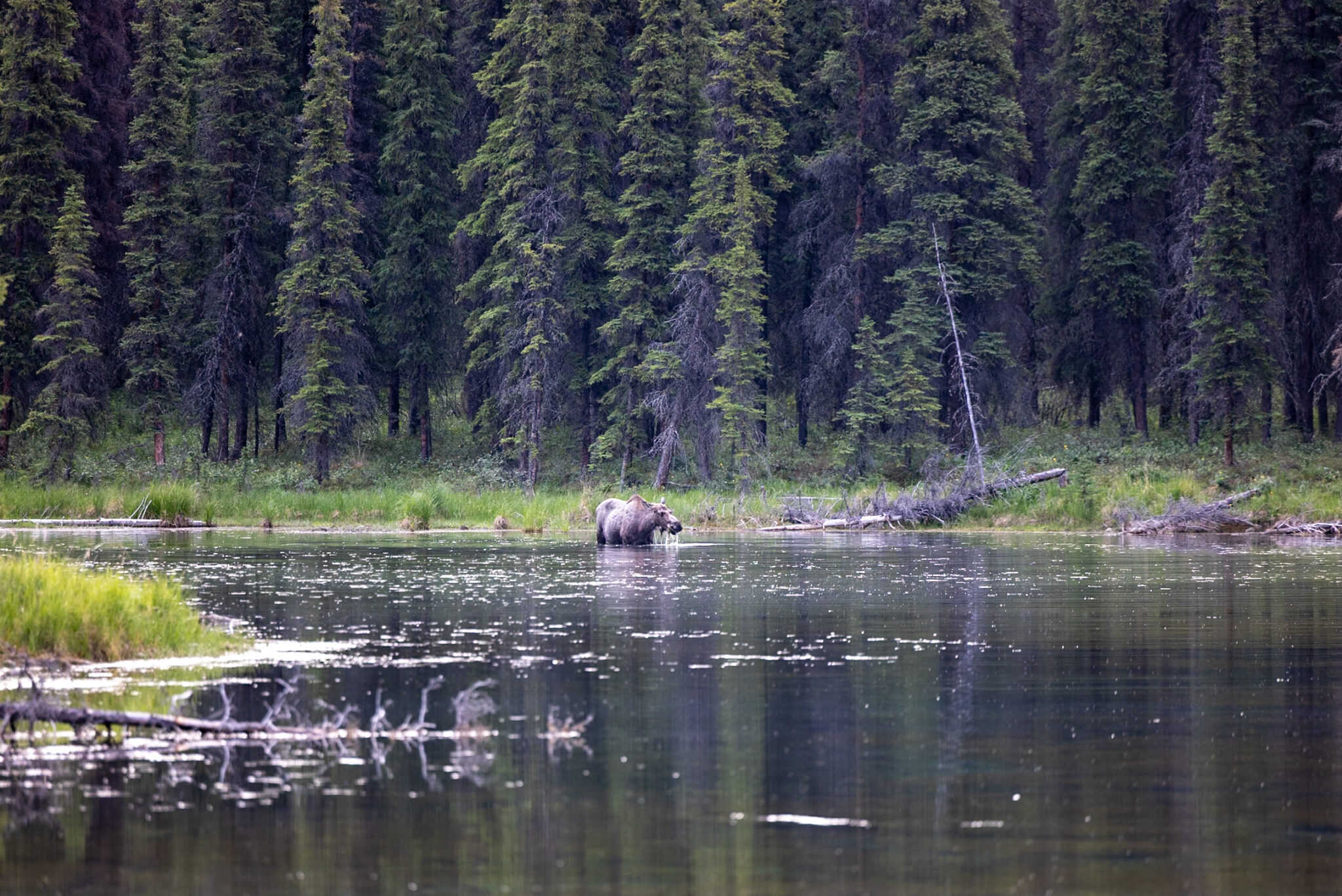 Denali National Park Buses: Everything You Need to Know