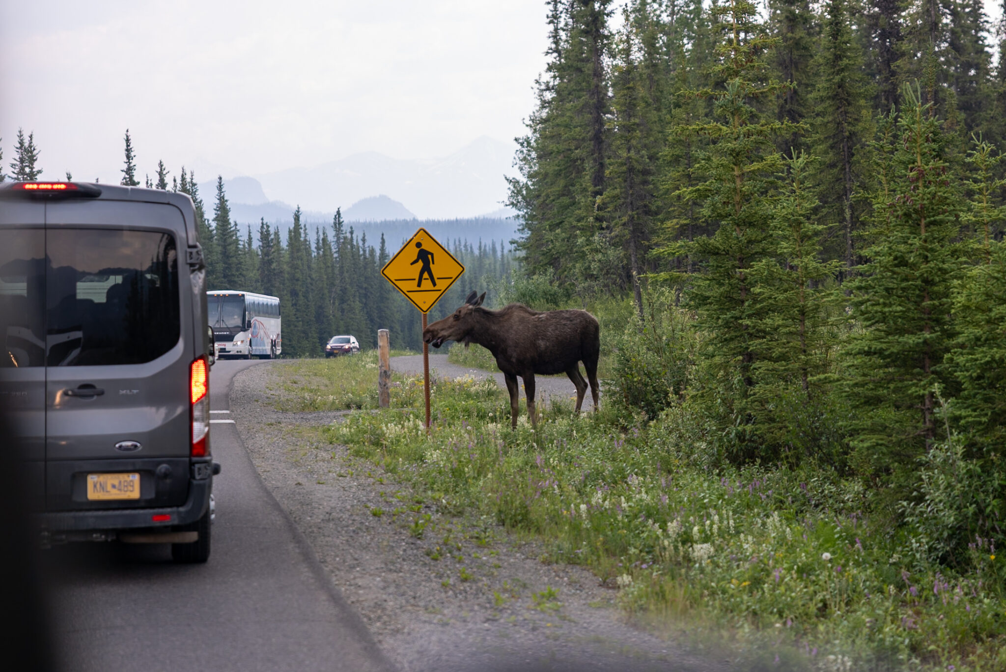 Denali National Park Buses: Everything You Need to Know