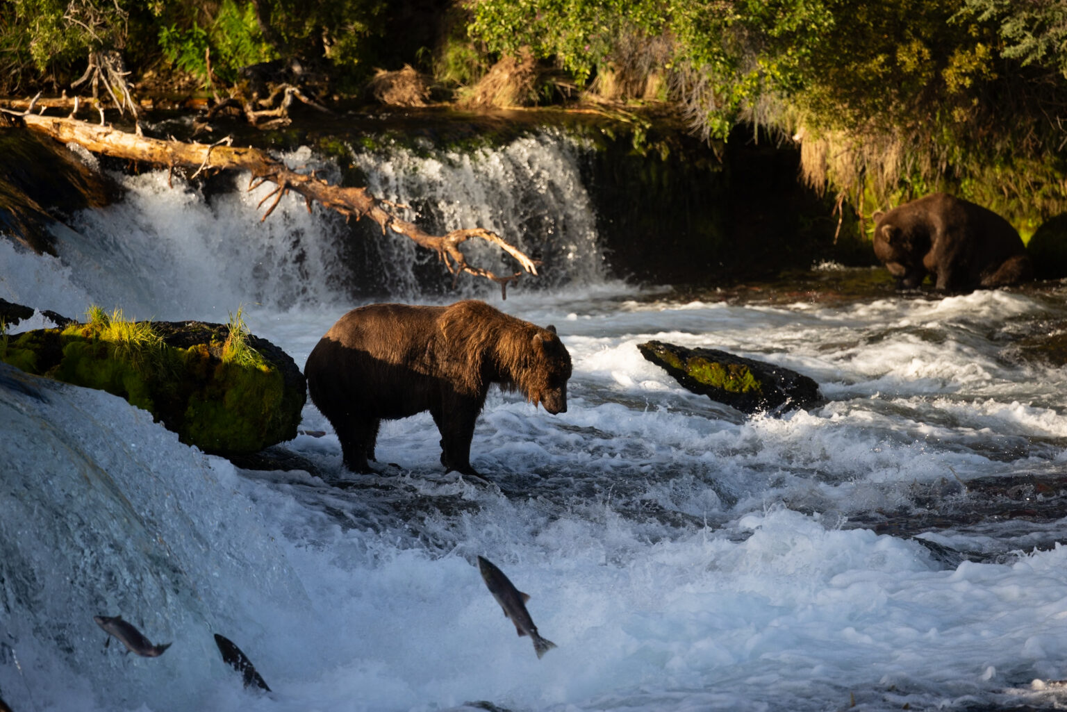 How to Get to Katmai National Park: Step-by-Step