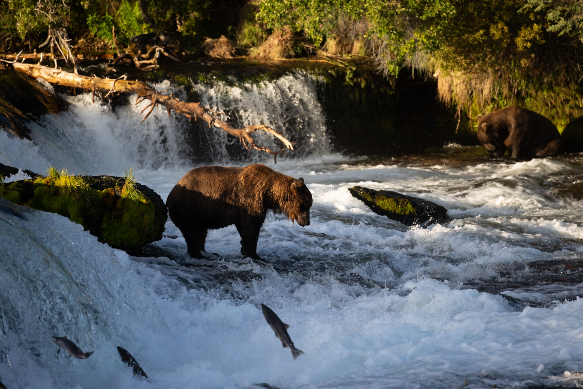 How to Get to Katmai National Park: Step-by-Step