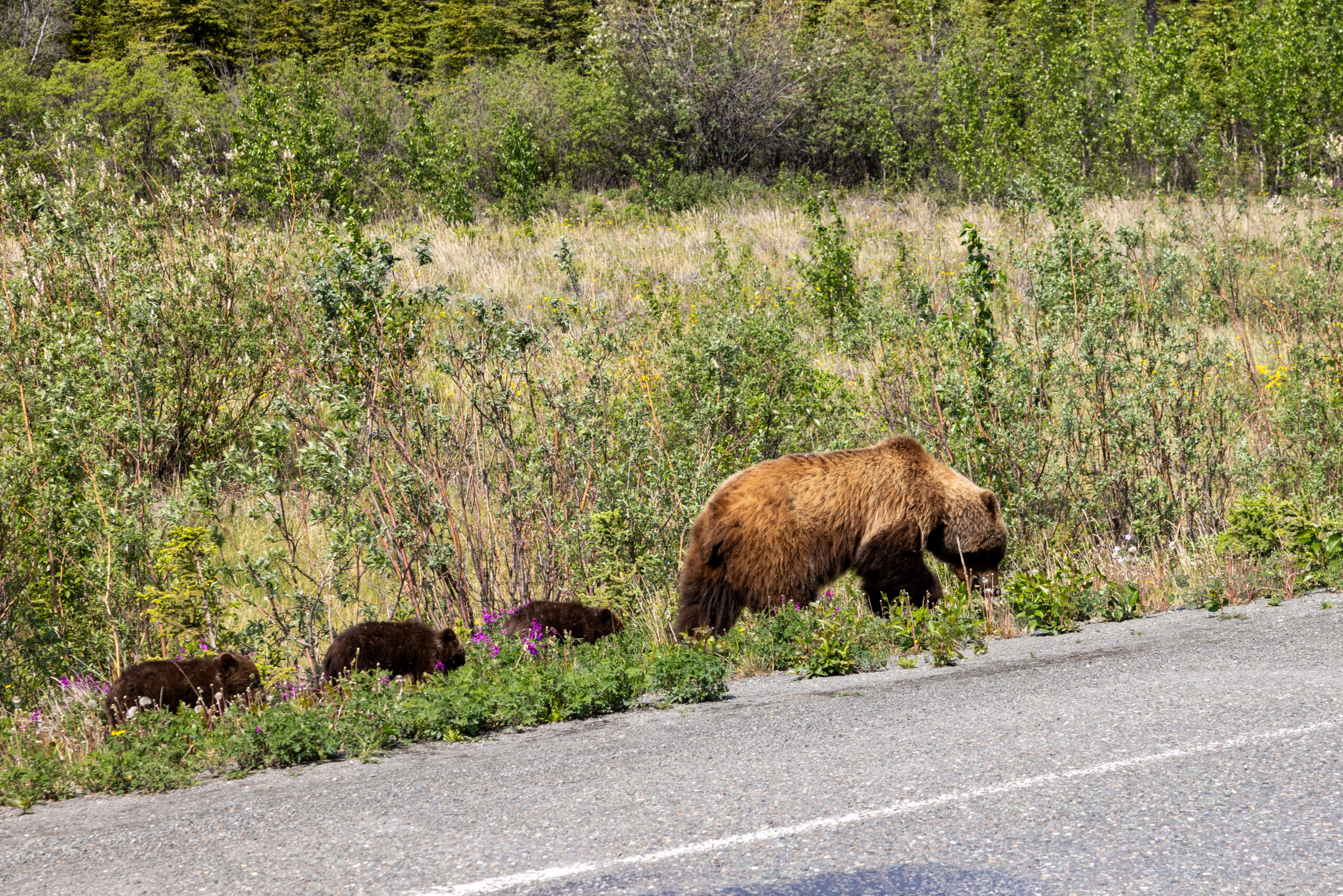 The 3 Routes for Driving to Alaska in Your Car