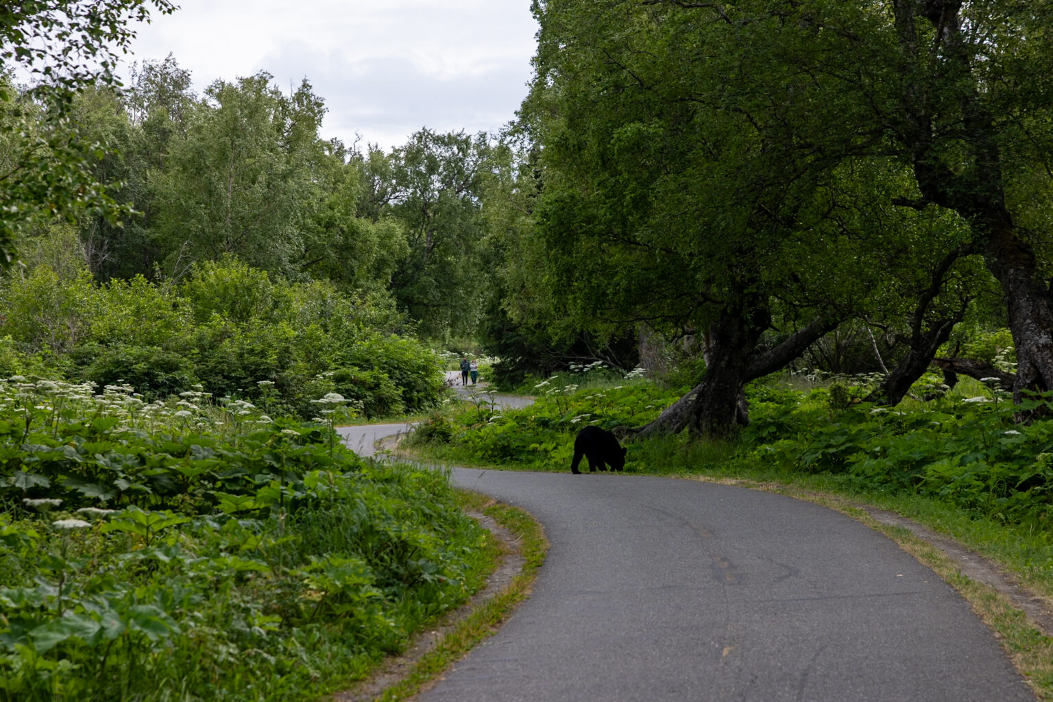 Anchorage to Denali National Park: The Perfect Alaskan Road Trip