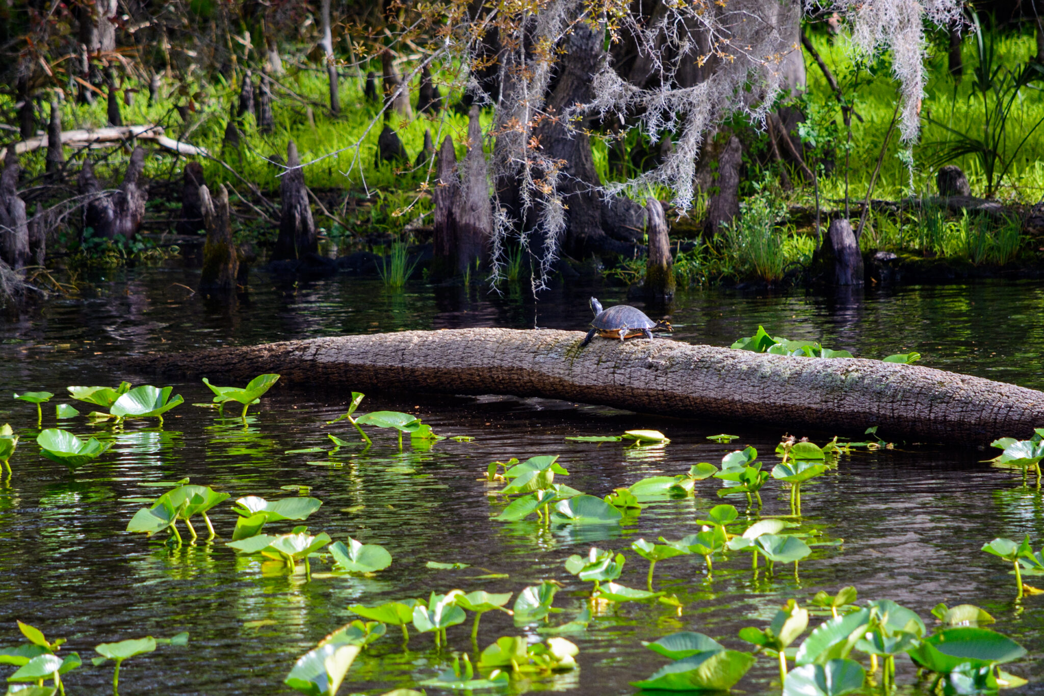 A Complete Guide to Boating the St. Johns River