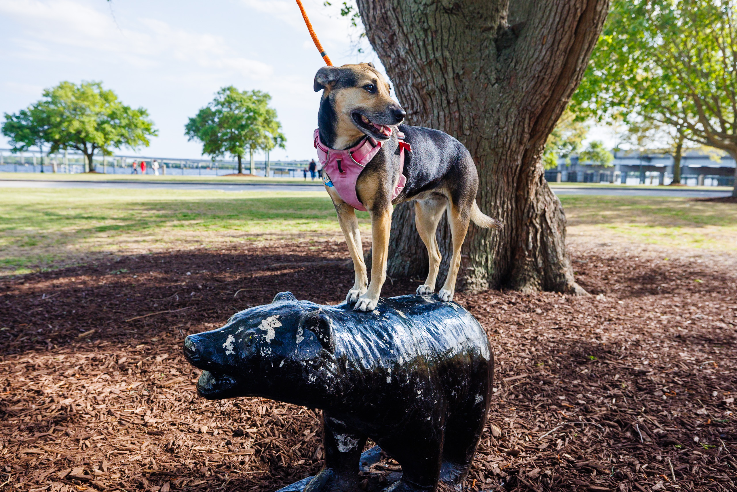 Our Guide to New Bern NC: Things to Do, See, and Eat in Bear Town!