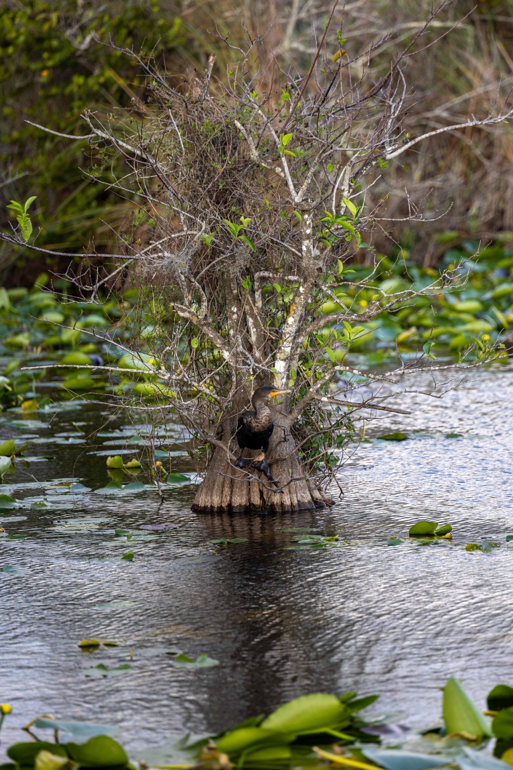 Our 9 Favorite Hikes in Everglades National Park