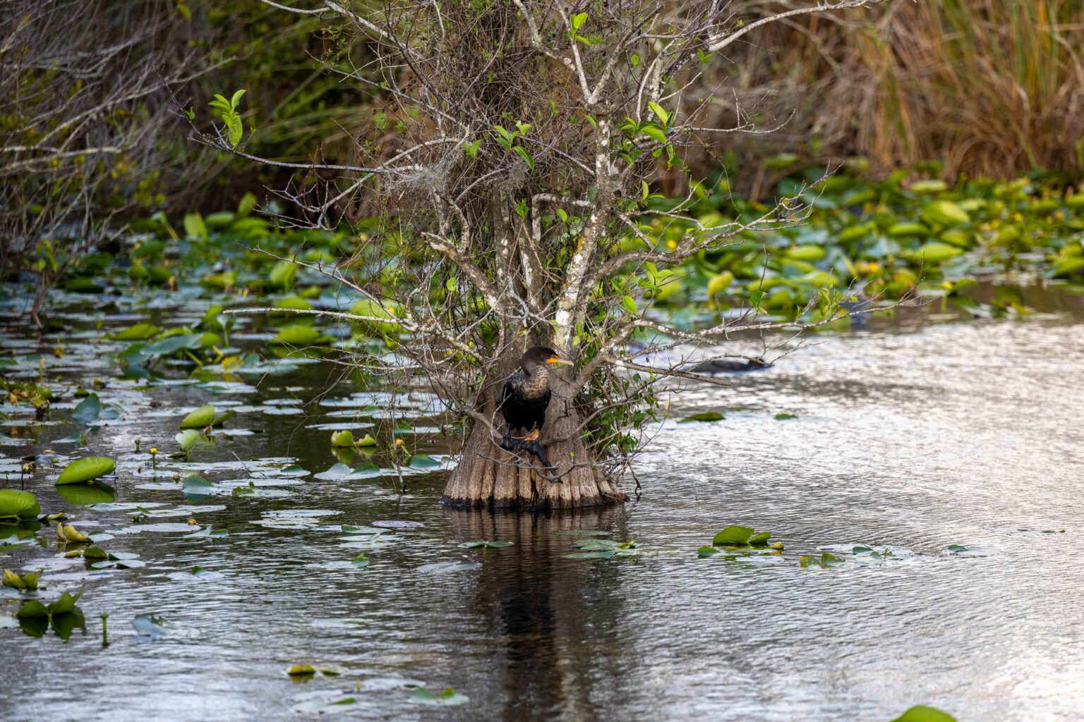 How to See Everglades National Park in One Day: The Perfect Itinerary ...
