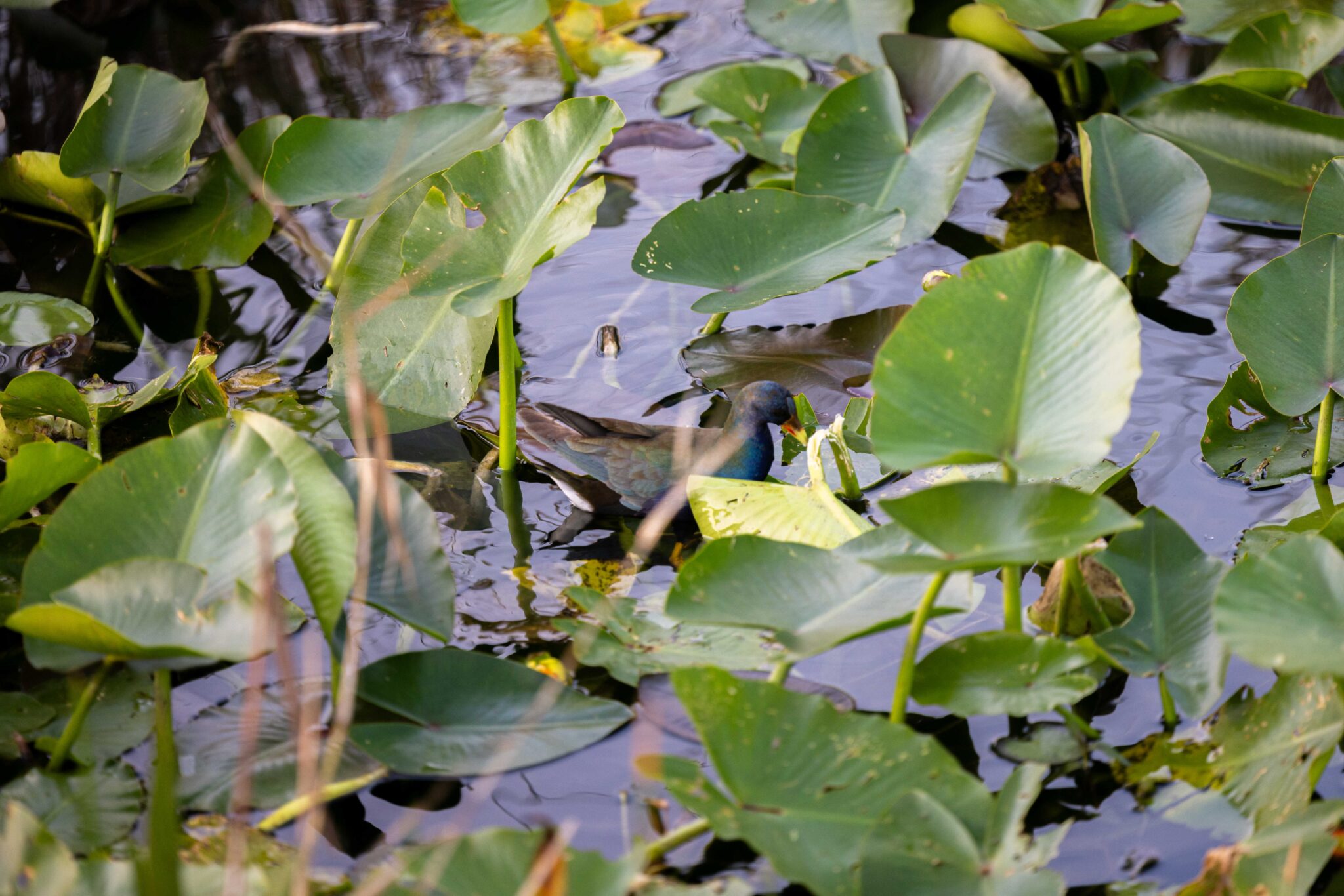 2025 Ultimate Travel Guide to Everglades National Park | Scho & Jo