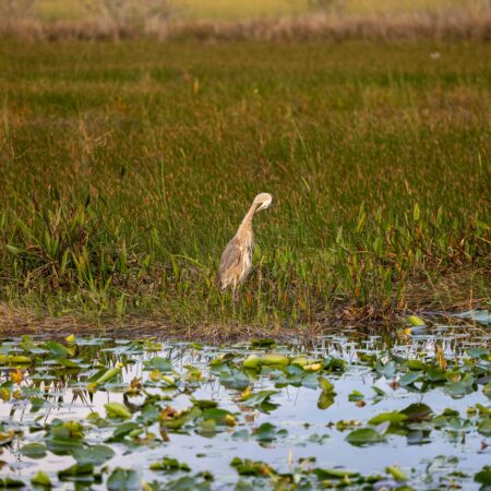 The Ultimate Travel Guide to Everglades National Park | Scho & Jo