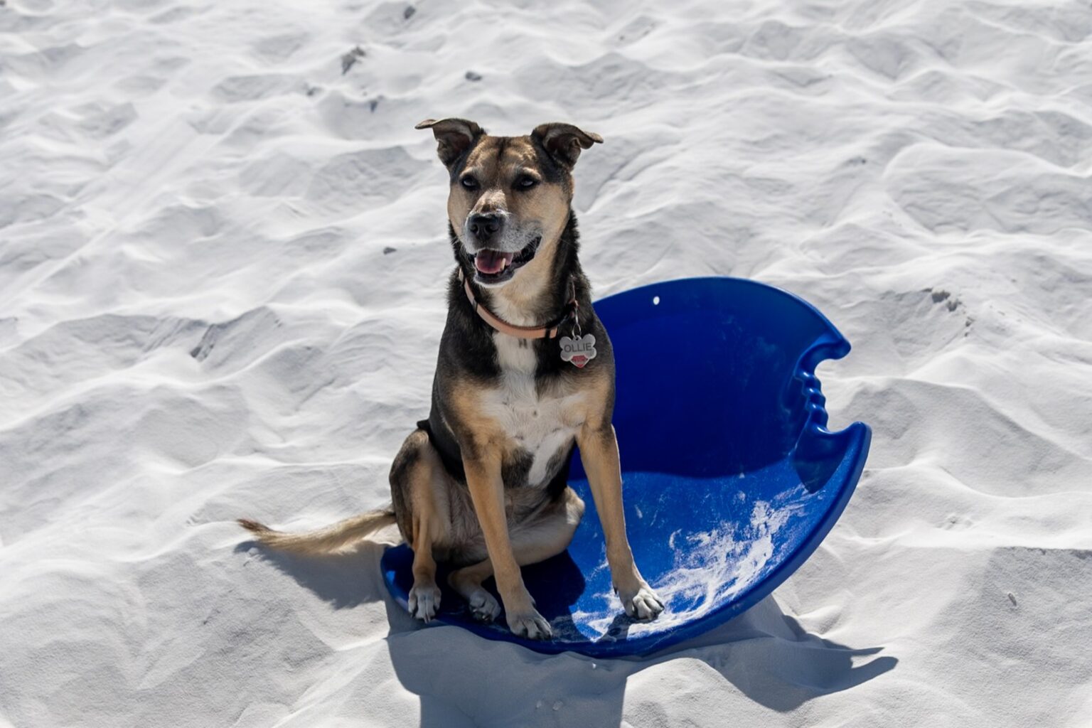 How to Sand Sled in White Sands National Park in 2025 | Scho & Jo
